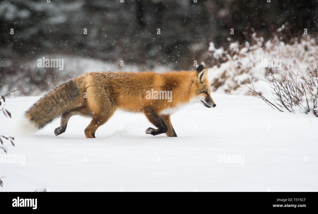 Red fox in the winter Stock Photo - Alamy