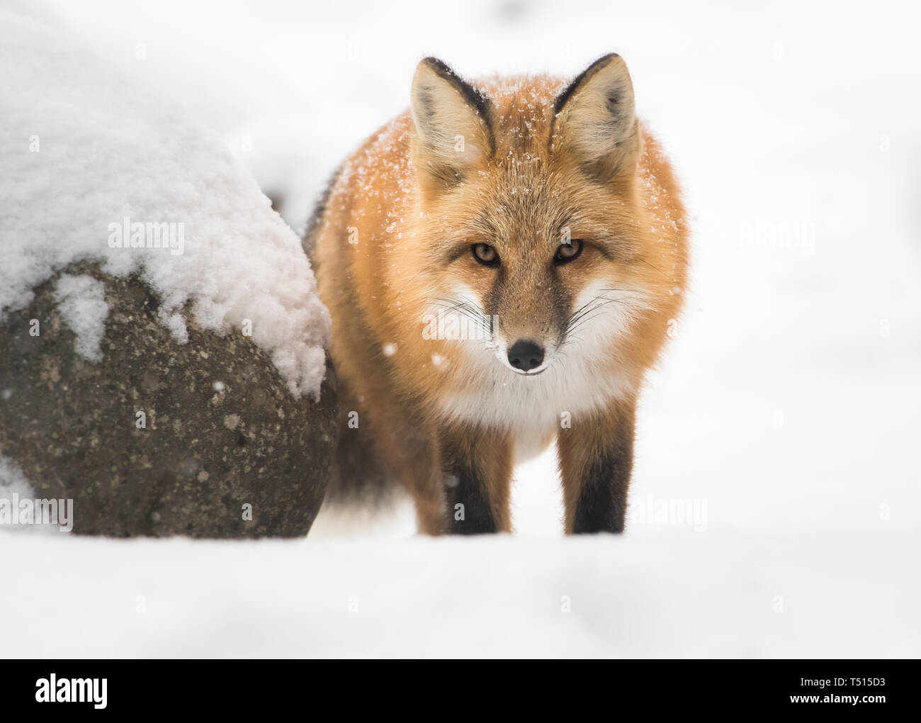 Red fox in the winter Stock Photo - Alamy
