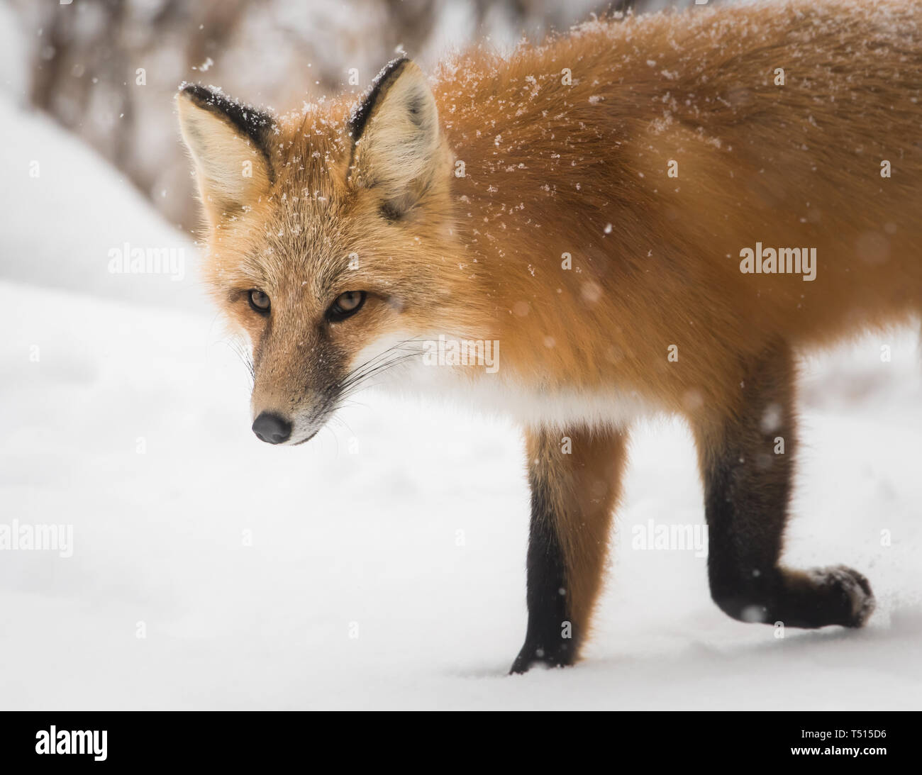 Red fox in the winter Stock Photo - Alamy