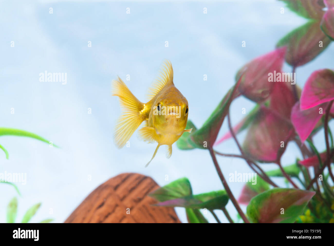 Gold fish or goldfish floating swimming underwater in fresh aquarium ...