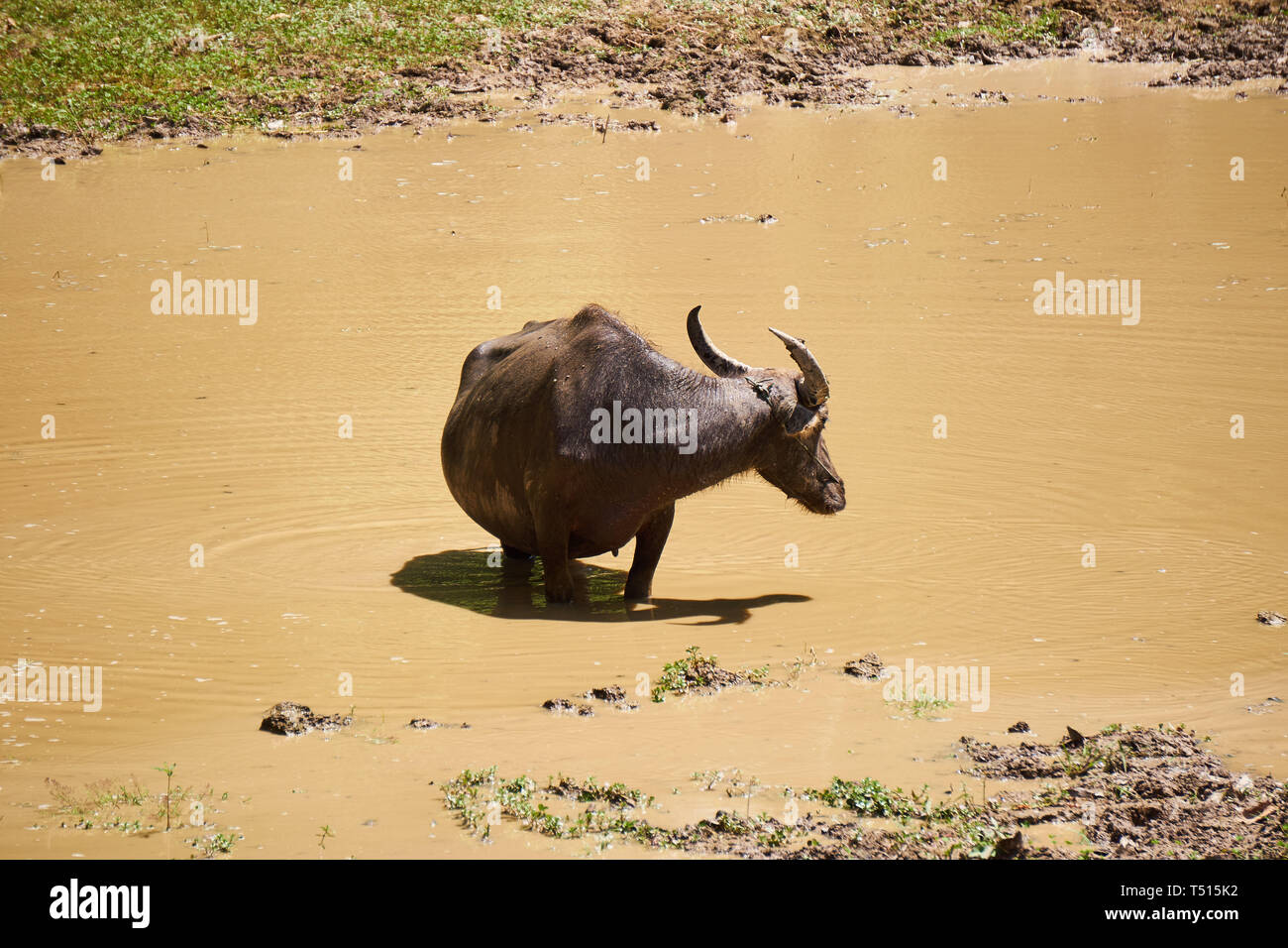 One adult male water buffalo (Bubalus bubalis) wades in a muddy pool on ...