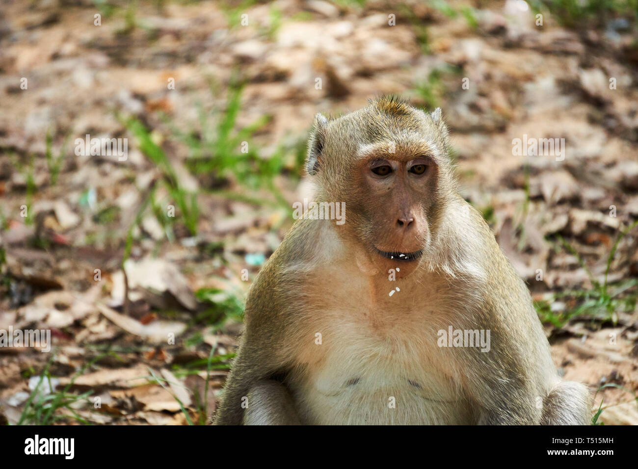 Crab-eating macaque (Macaca fascicularis, long-tailed macaque ...