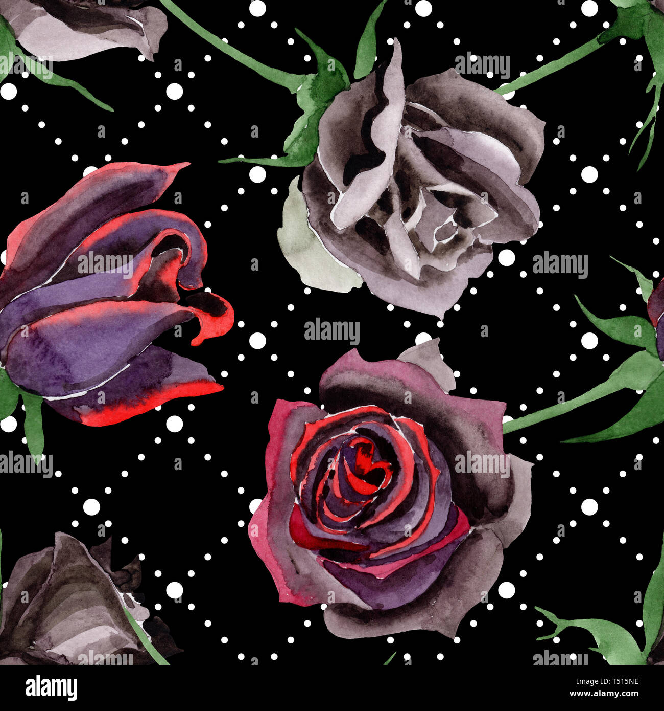 Black rose floral botanical flowers. Watercolor background illustration ...