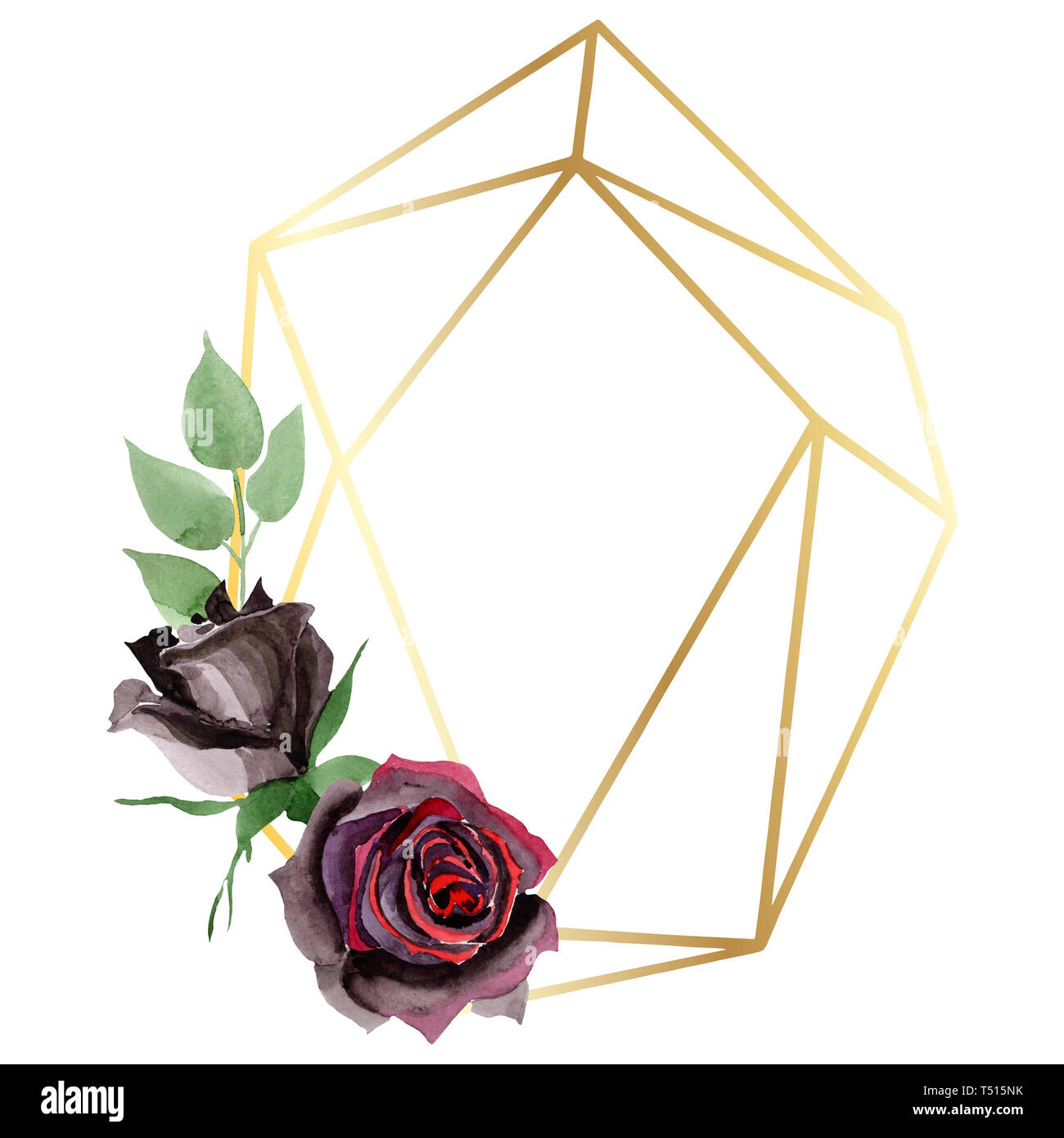Black rose floral botanical flowers. Watercolor background illustration ...