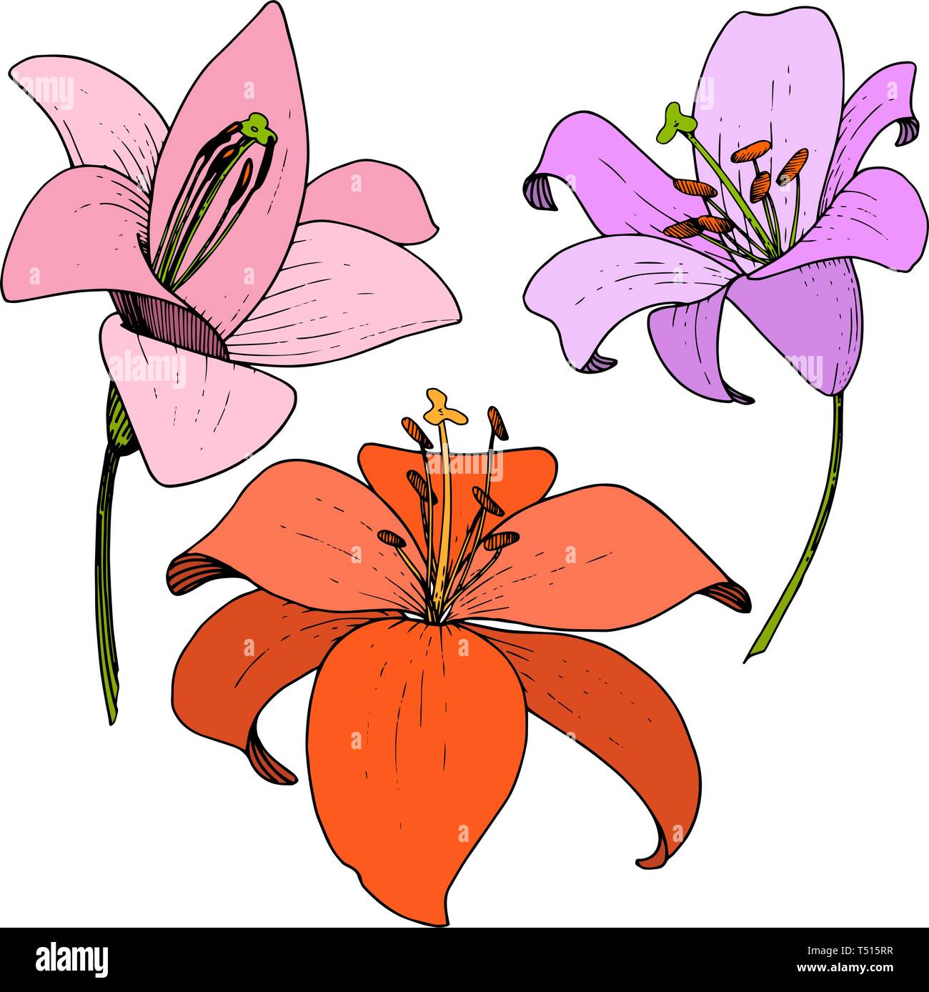 Vector Lily floral botanical flower. Engraved ink art on white ...