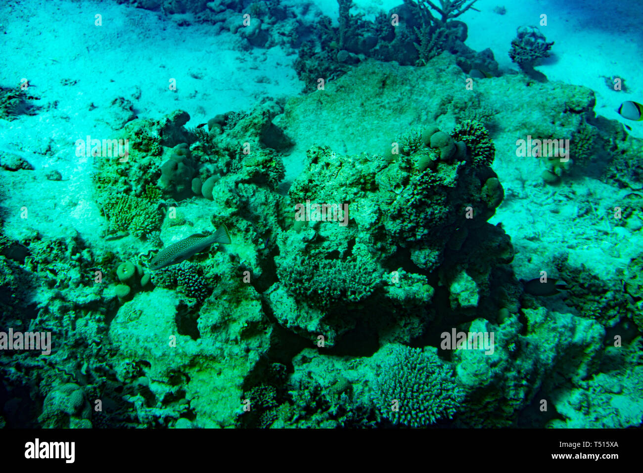Marine Life in the Red Sea. red sea coral reef with hard corals, fishes ...