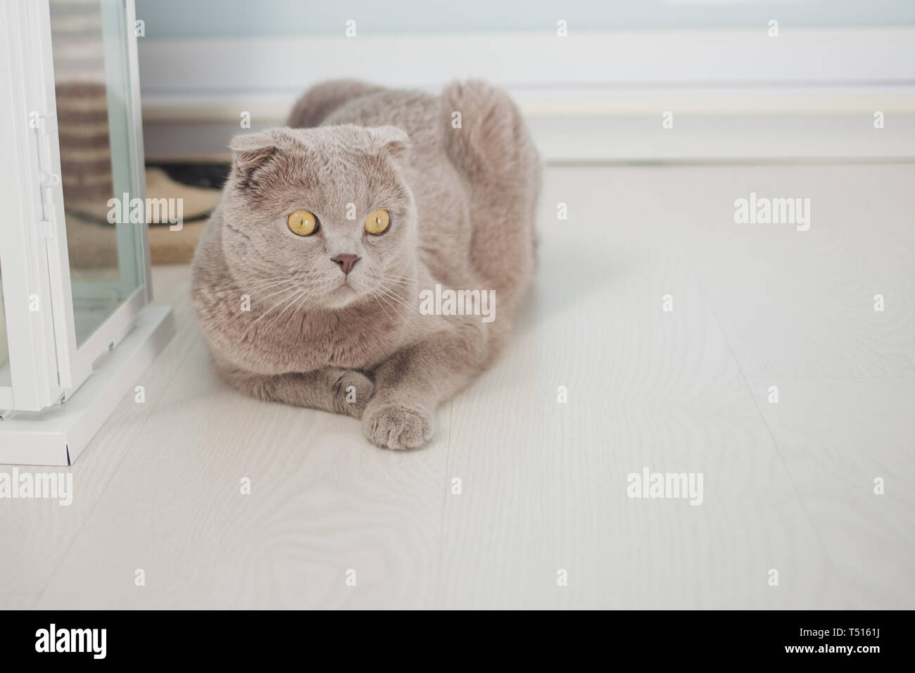 Very surprised grey cat, funny pet face. Funny cat in the interior ...