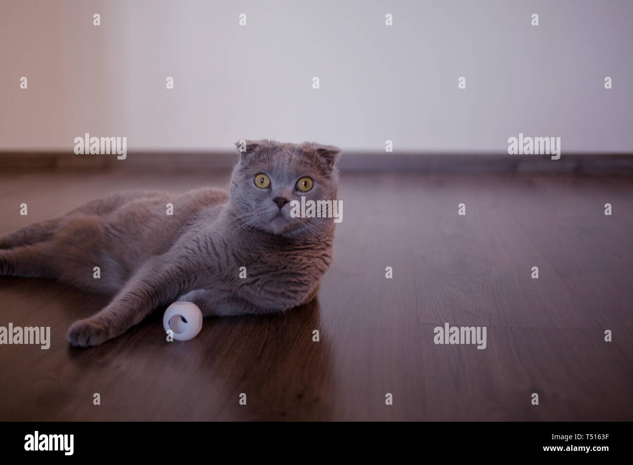 Very surprised grey cat, funny pet face. Funny cat in the interior ...