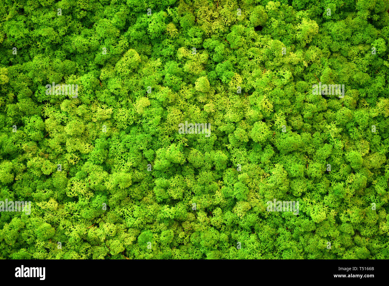 Full frame of light green Finland moss in close-up. Vivid natural color ...