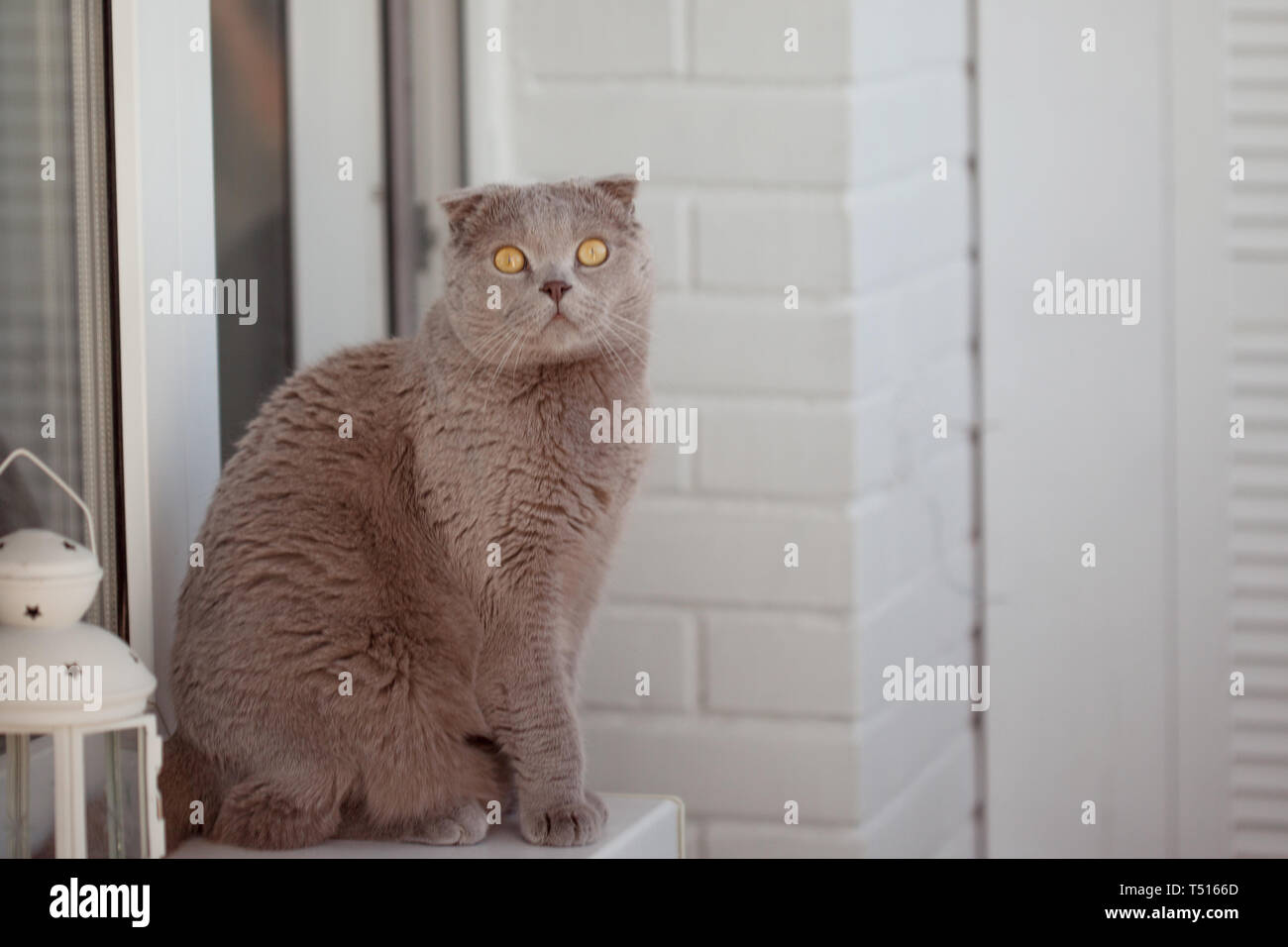 Very surprised grey cat, funny pet face. Funny cat in the interior ...