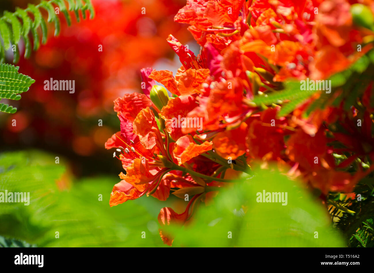Beautiful tropical red flowers. Royal Poinciana or Delonix Regia. It ...