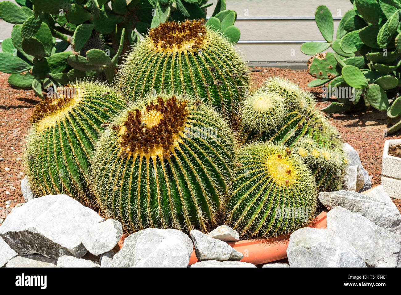 Large spherical spiny cactus Stock Photo - Alamy