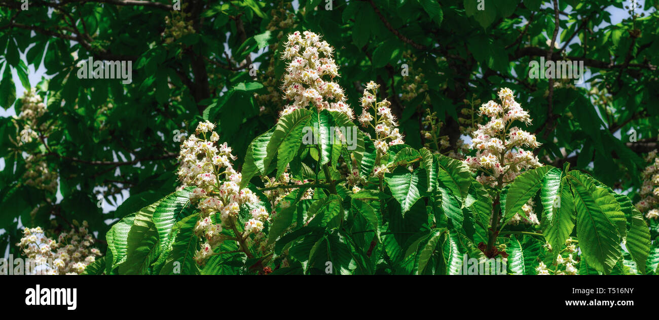 Chestnut leaves sunny spring hi-res stock photography and images - Alamy