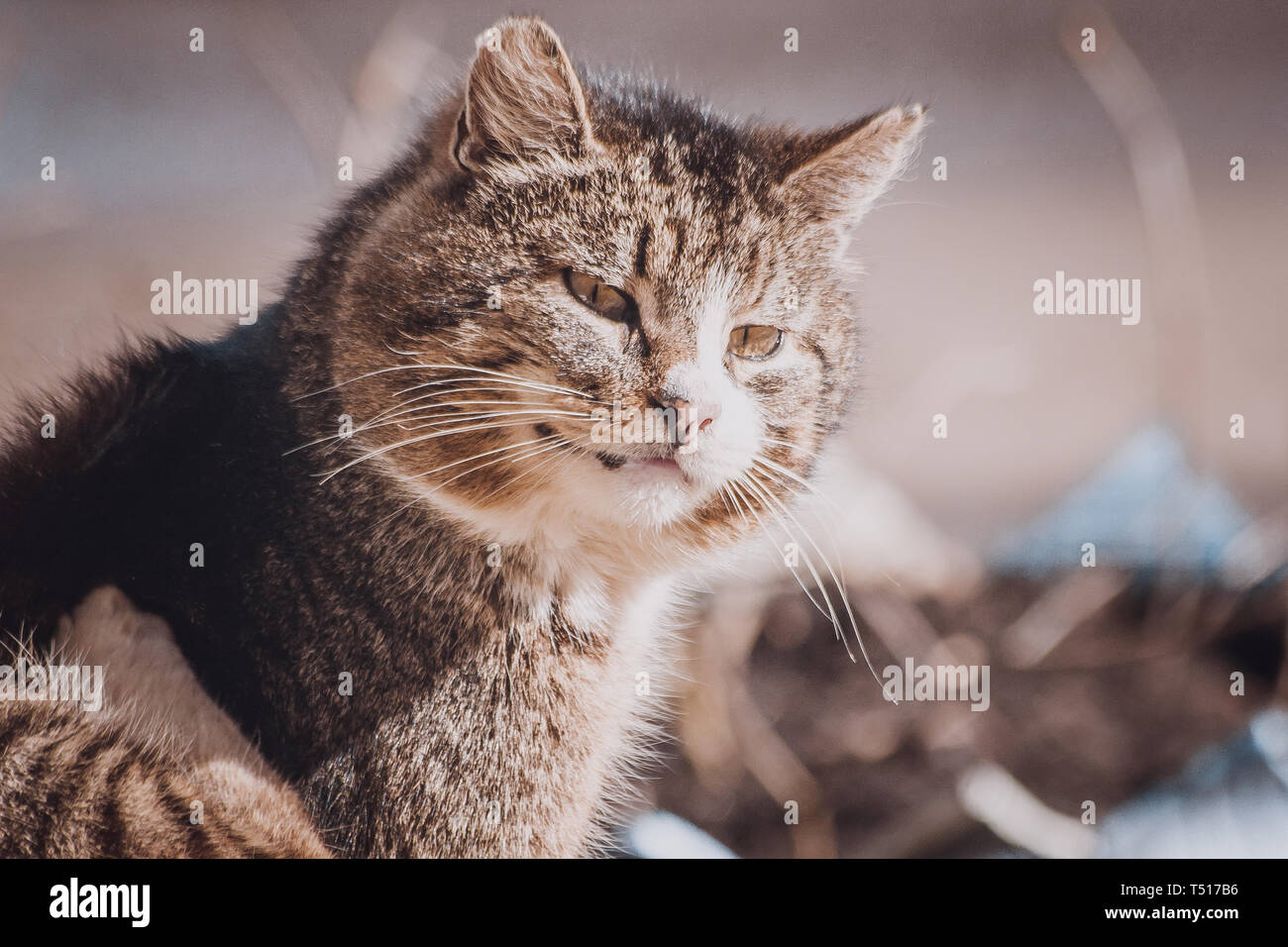 Portrait of a street cat. Homeless lonely cat. Unhappy and sad cat ...