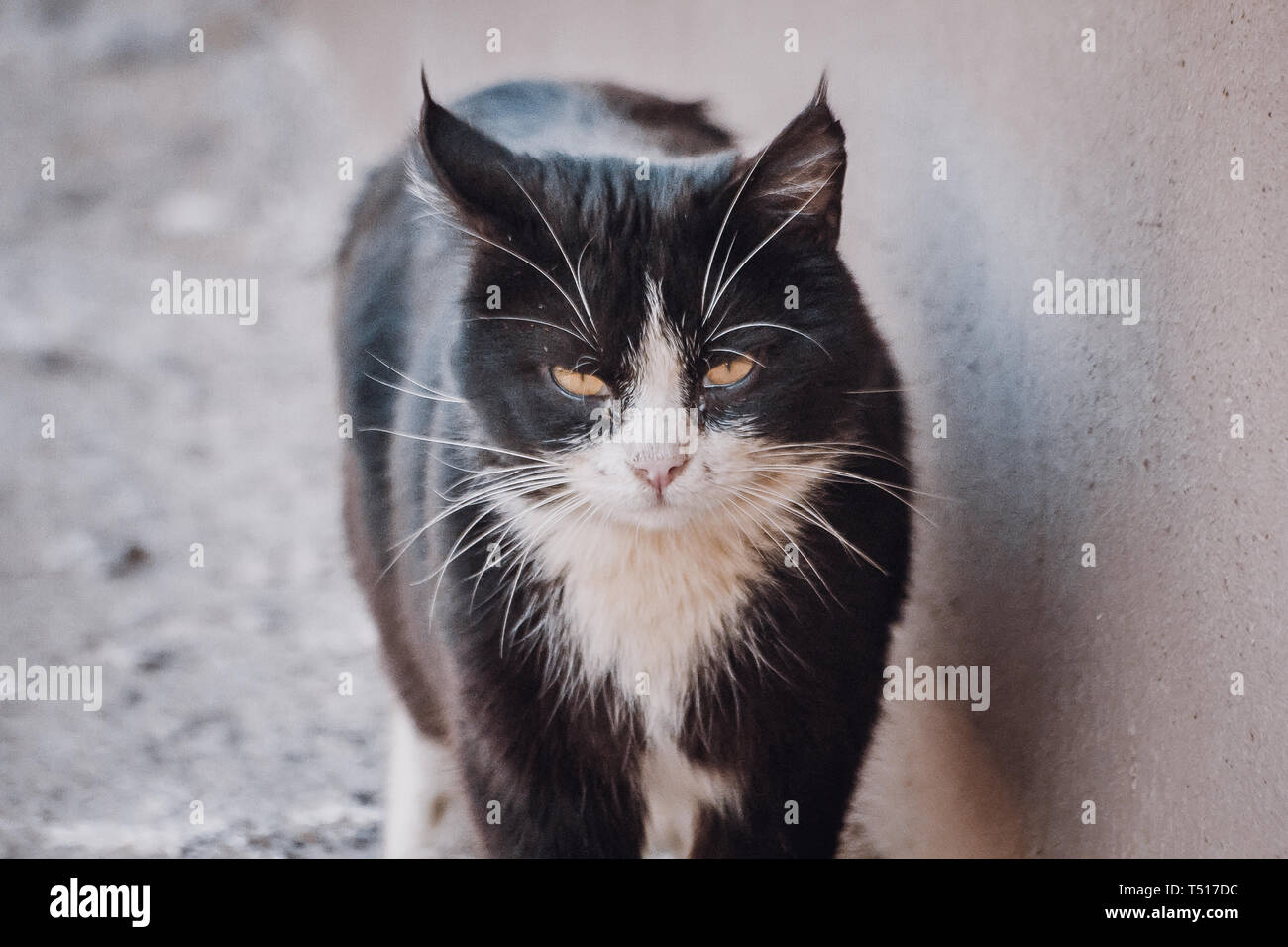 Portrait of a street cat. Homeless lonely cat. Unhappy and sad cat ...