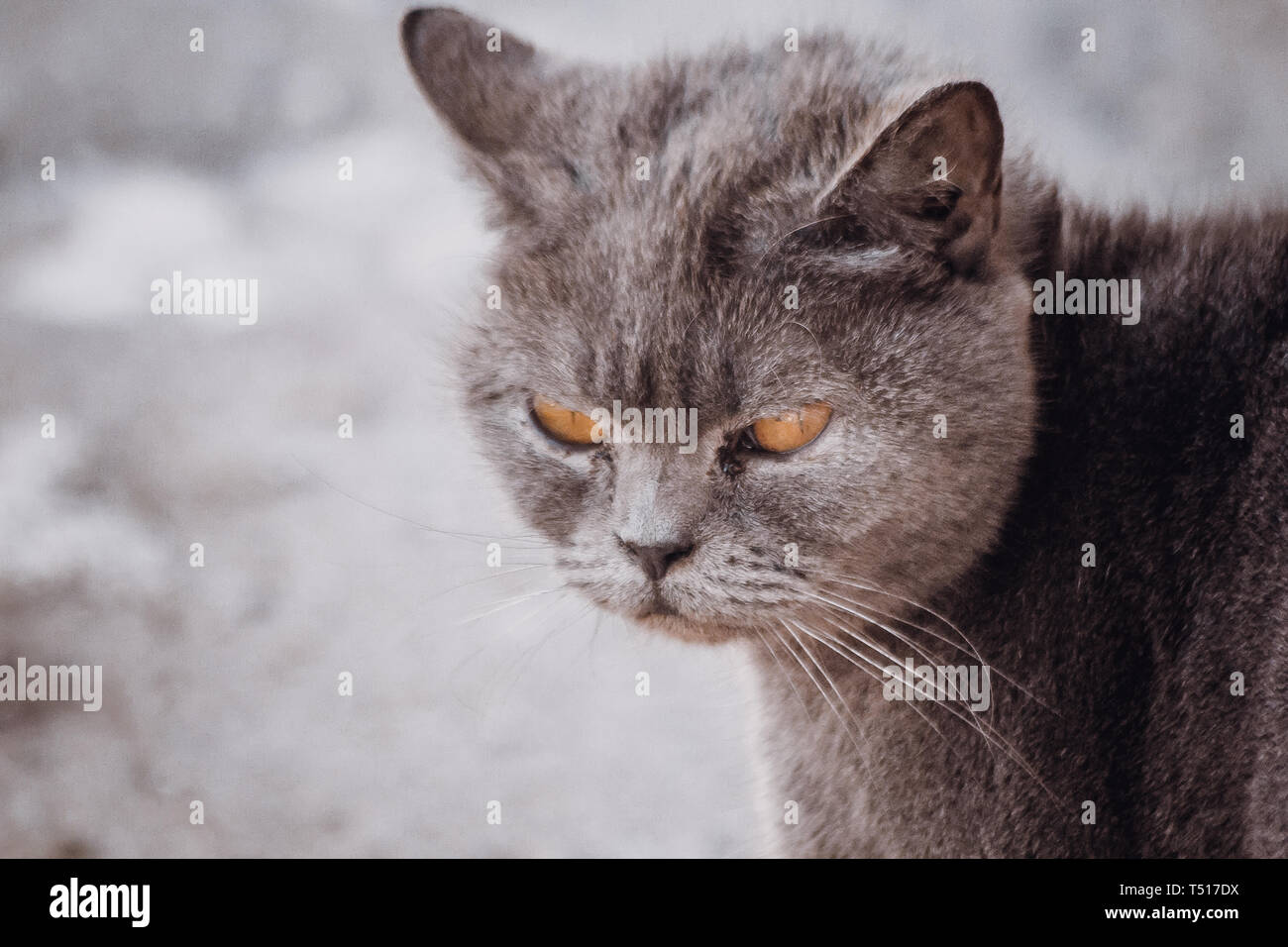 Portrait of a street cat. Homeless lonely cat. Unhappy and sad cat ...