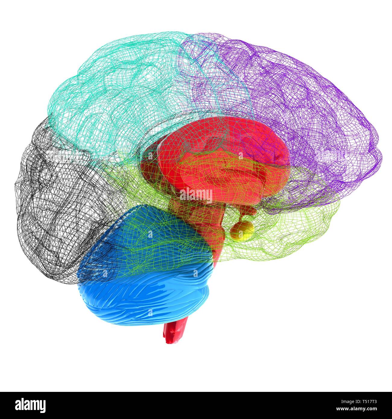 Creative concept of the human brain Stock Photo - Alamy