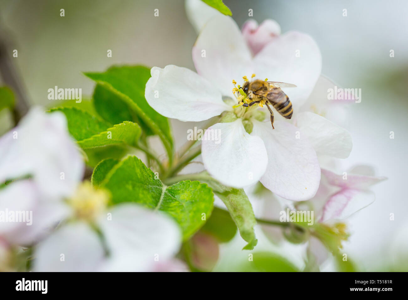 Bee collecting pollen on apple tree blossoming flower at spring. Apple ...