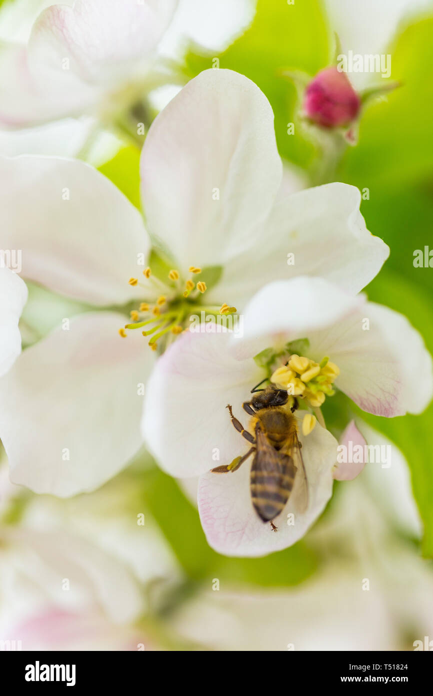 Bee collecting pollen on apple tree blossoming flower at spring. Apple ...