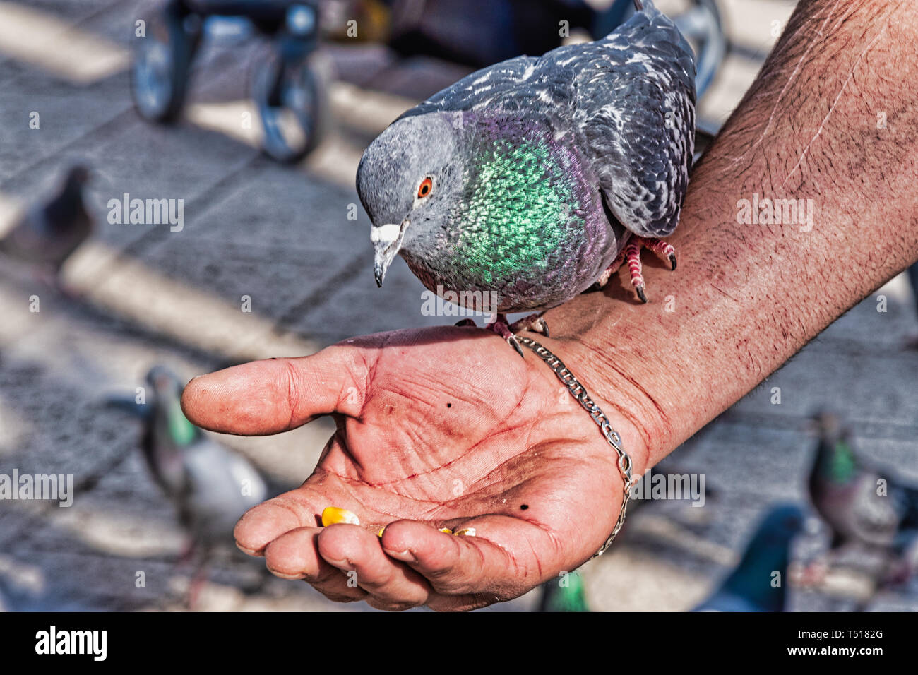 Food pigeon hi-res stock photography and images - Alamy