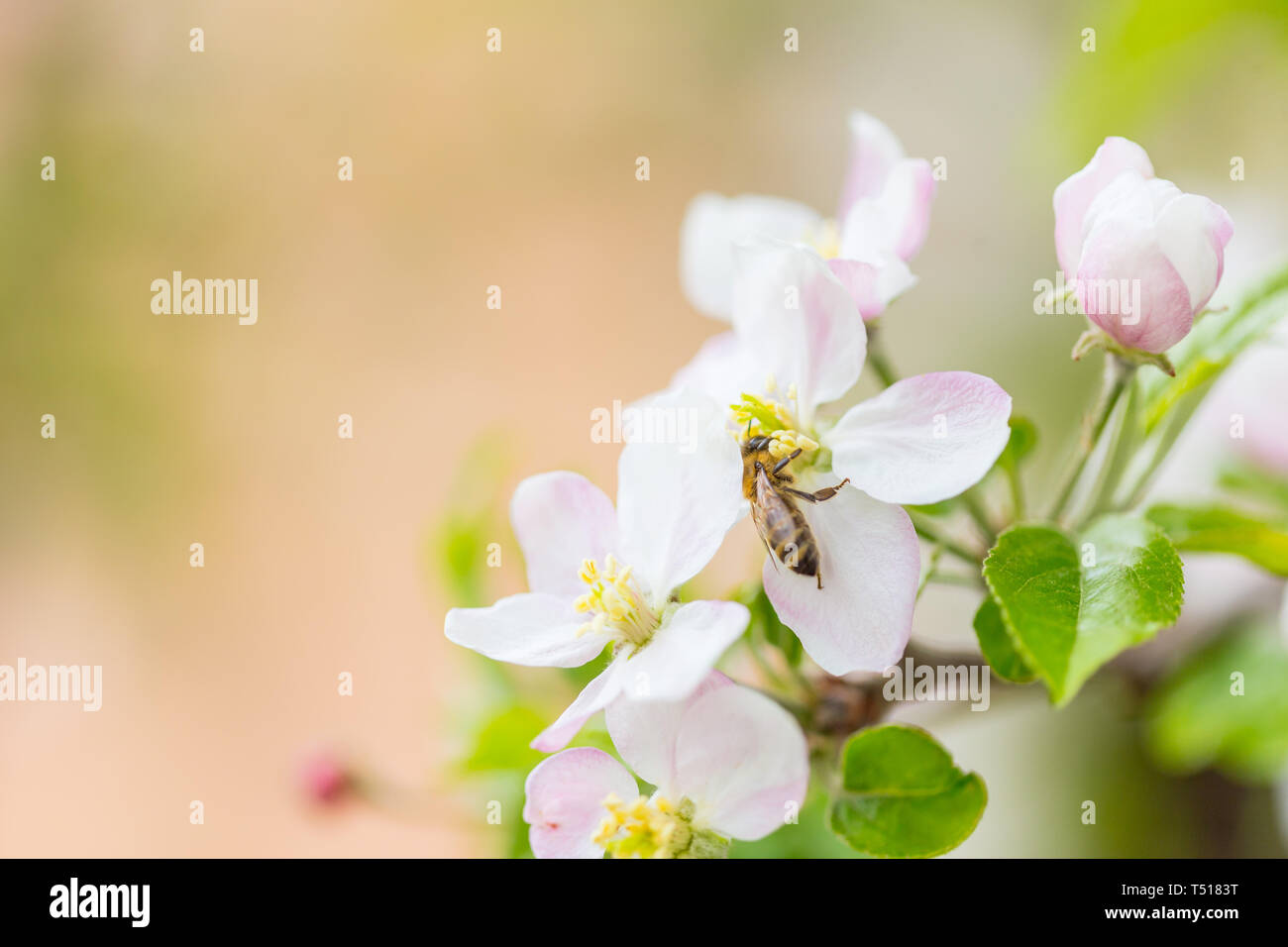 Bee collecting pollen on apple tree blossoming flower at spring. Apple ...