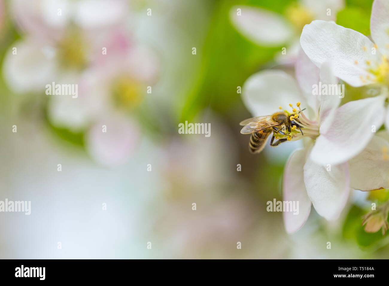 Bee collecting pollen on apple tree blossoming flower at spring. Apple ...