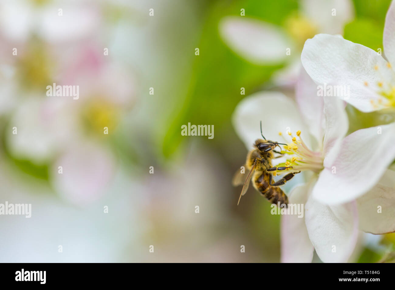 Bee collecting pollen on apple tree blossoming flower at spring. Apple ...