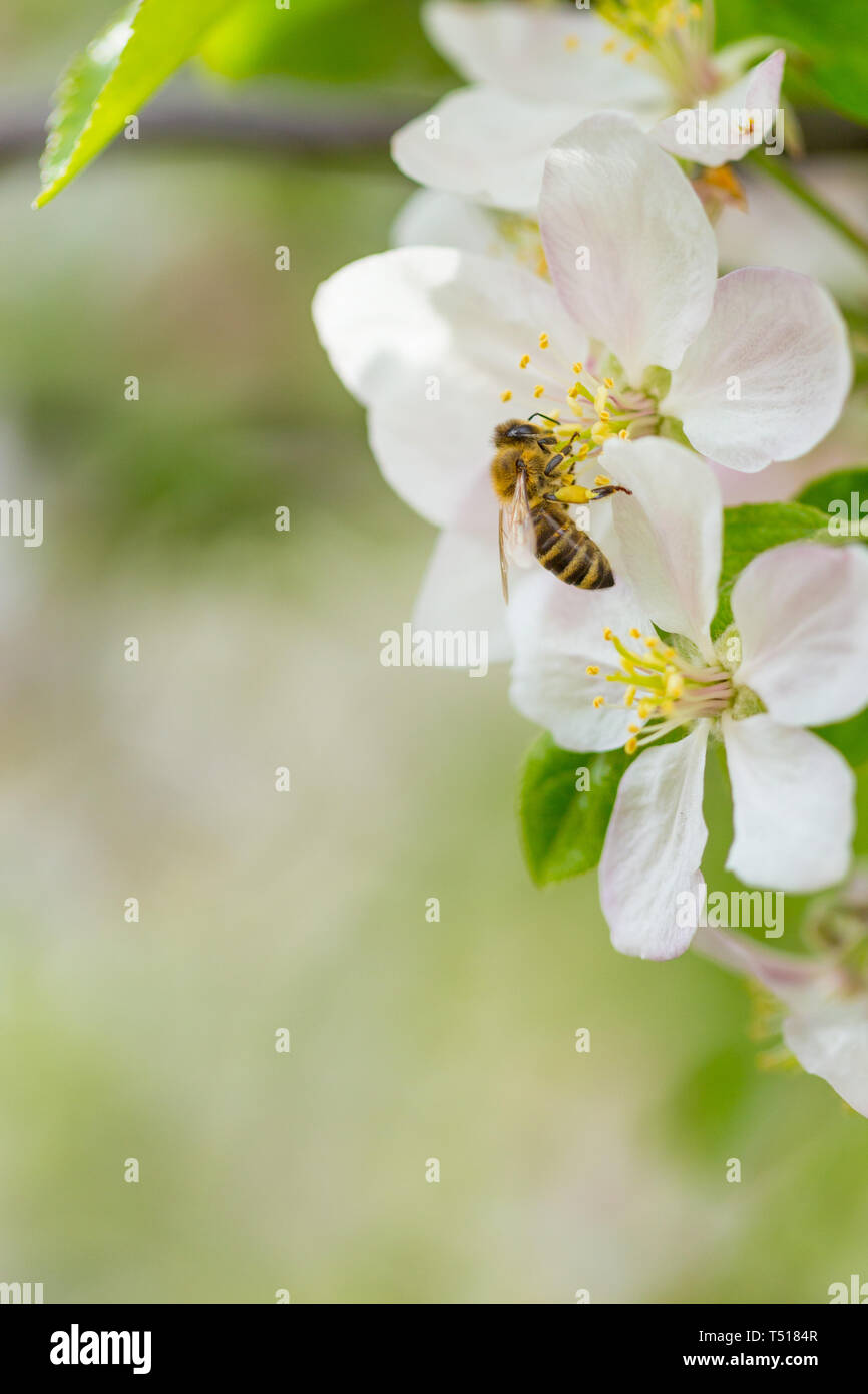 Bee collecting pollen on apple tree blossoming flower at spring. Apple ...