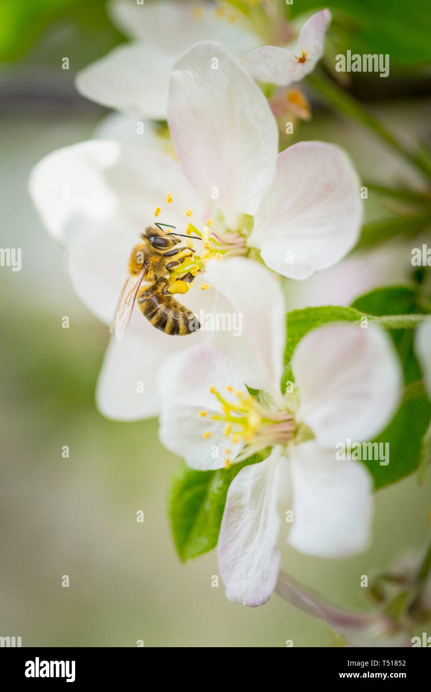 Bee collecting pollen on apple tree blossoming flower at spring. Apple ...