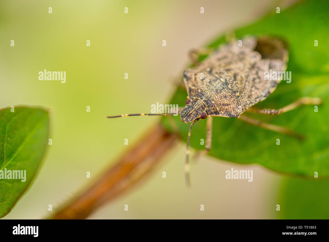 Stinky bug hi-res stock photography and images - Alamy