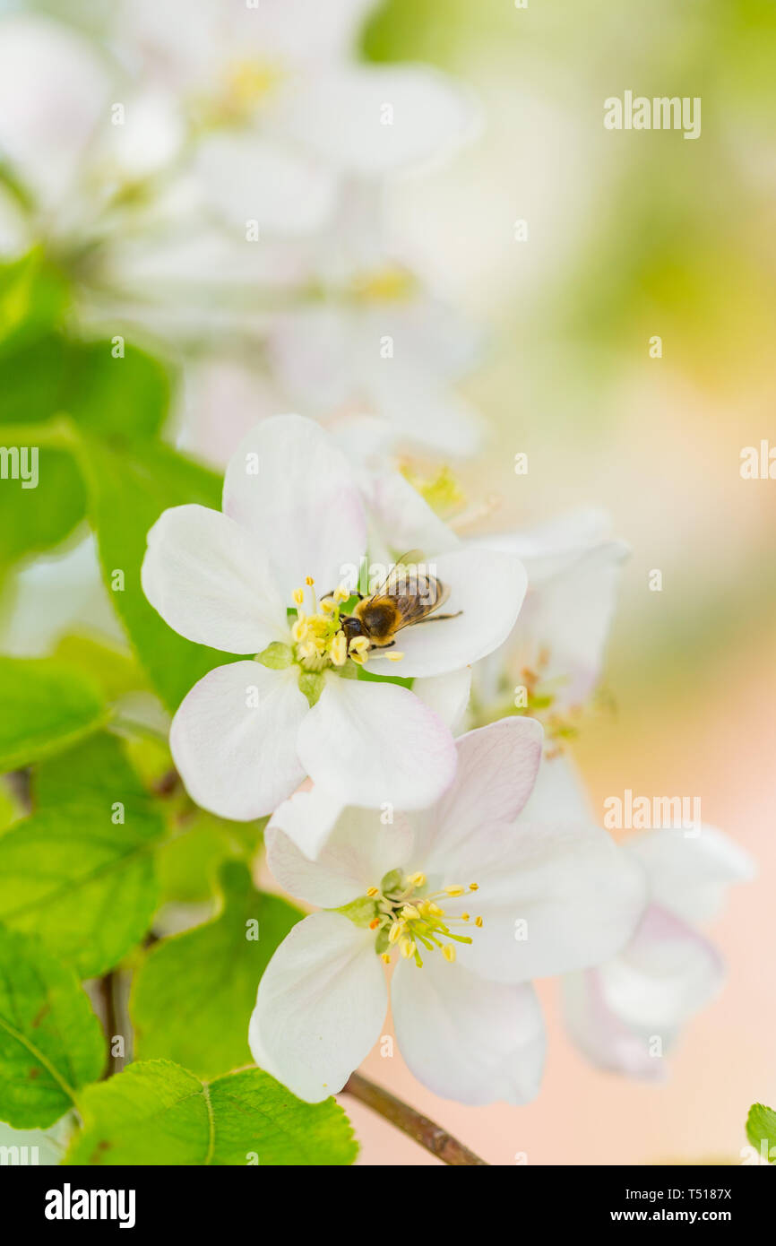 Bee collecting pollen on apple tree blossoming flower at spring. Apple ...