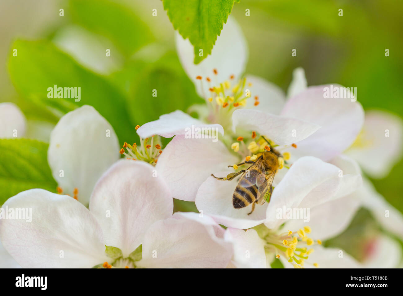 Bee collecting pollen on apple tree blossoming flower at spring. Apple ...