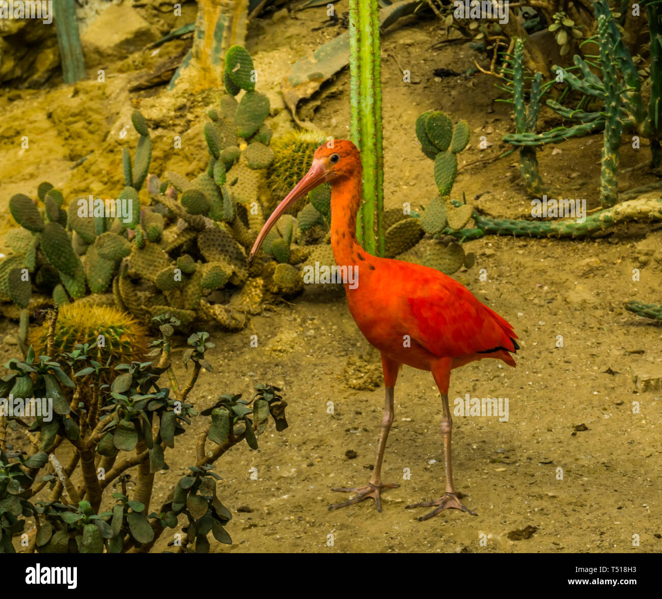 Red ibises hi-res stock photography and images - Alamy