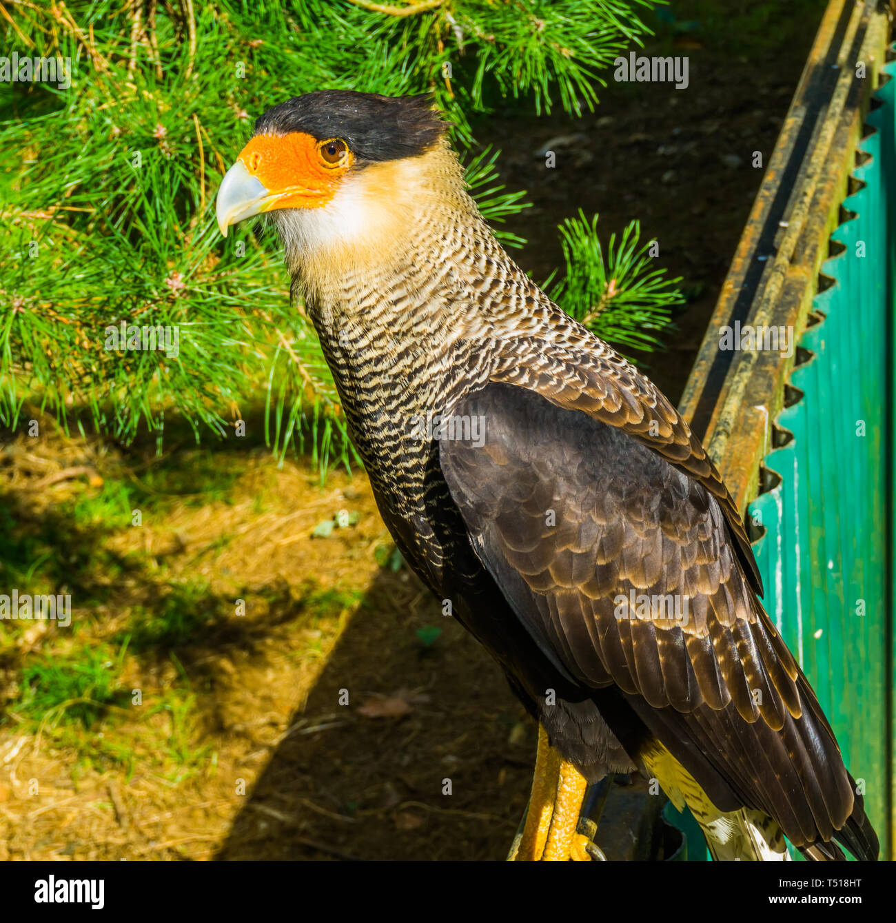 closeup of a crested caracara sitting on a fence, tropical bird of prey ...