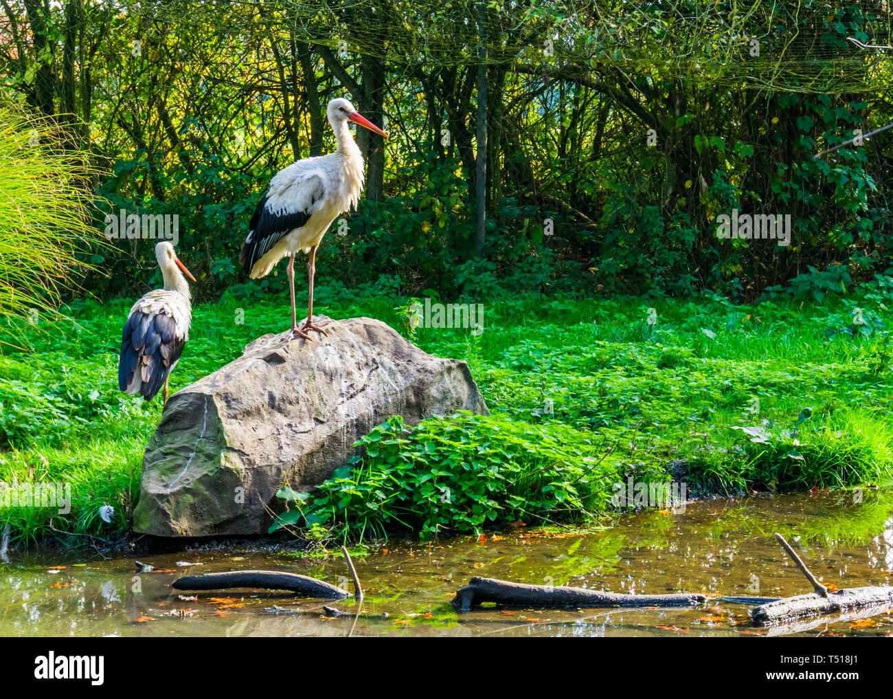 white stork standing on a rock at the water side, common birds of ...