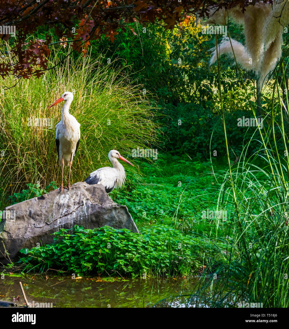 white stork standing on a rock with another stork in the background ...