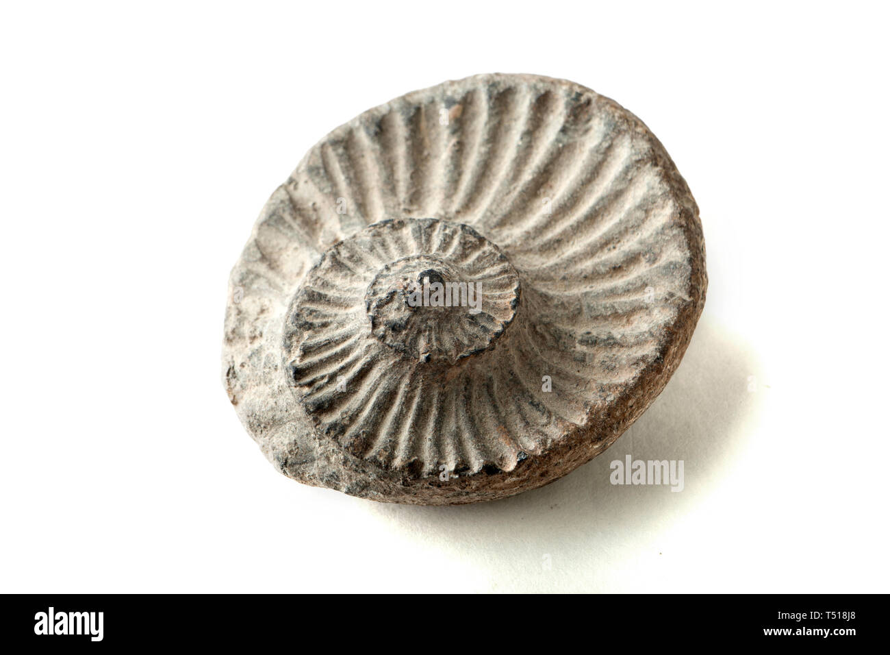 Fossil ammonite prehistoric spiral hi-res stock photography and images ...