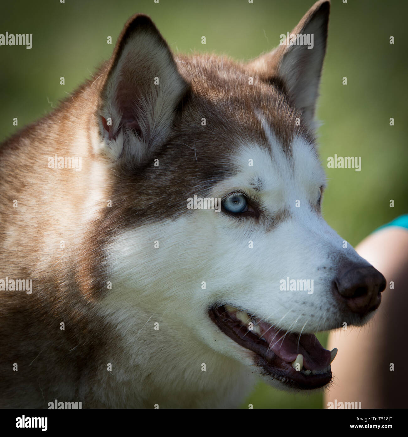 Siberian Husky at play Stock Photo - Alamy