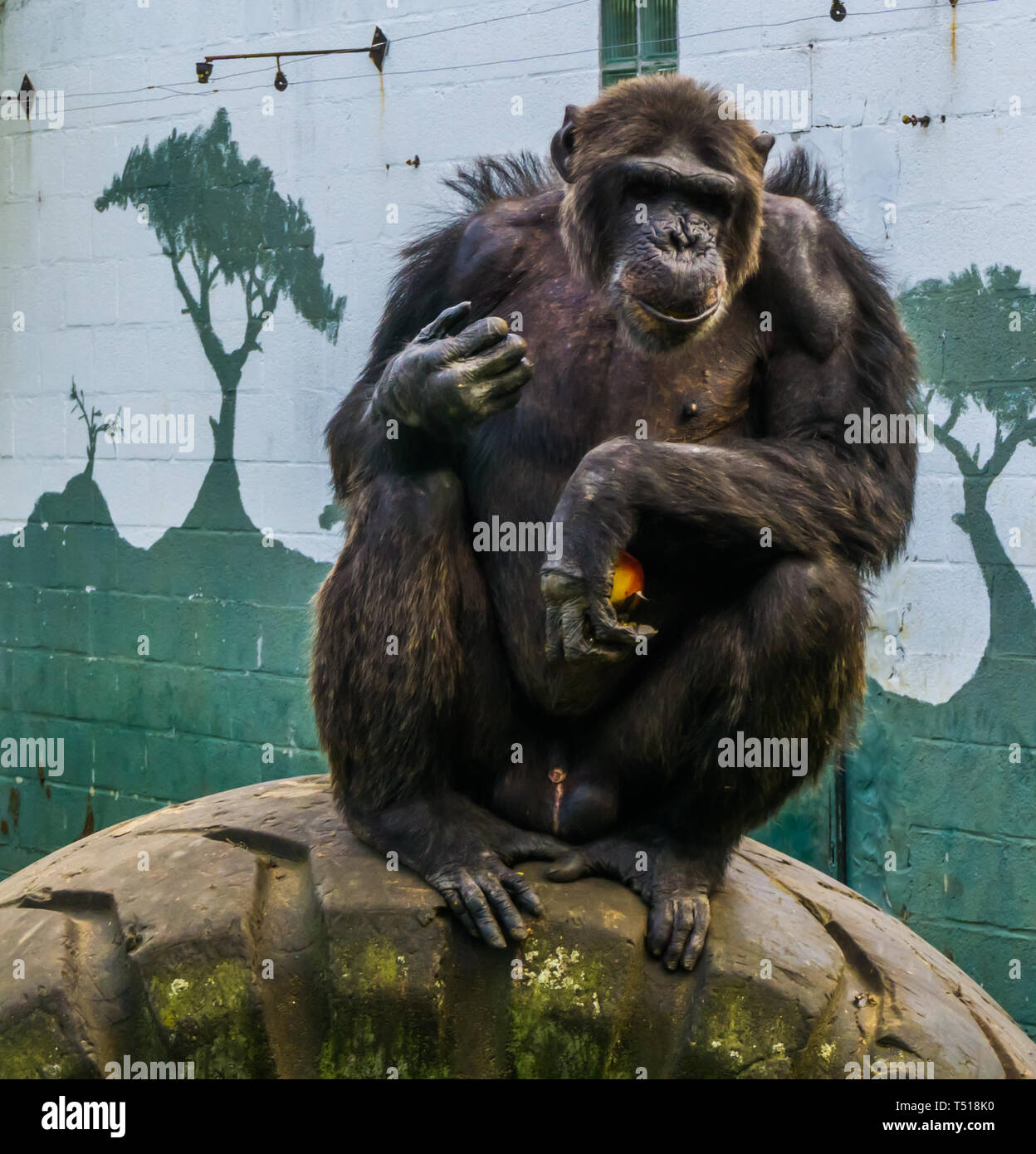 portrait of a big black chimpanzee sitting a car tire and holding a ...