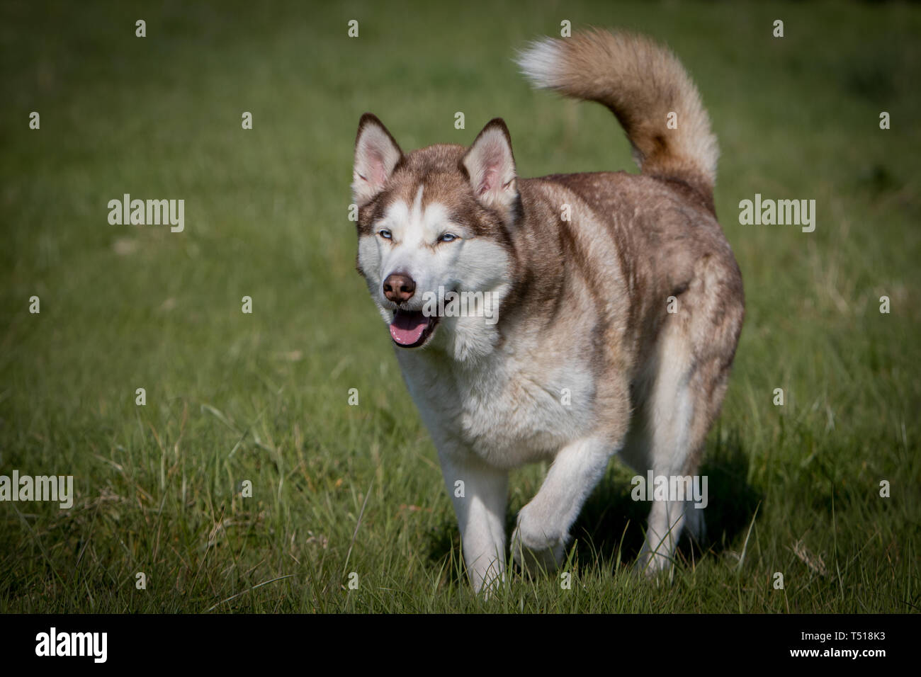 Siberian Husky at play Stock Photo - Alamy