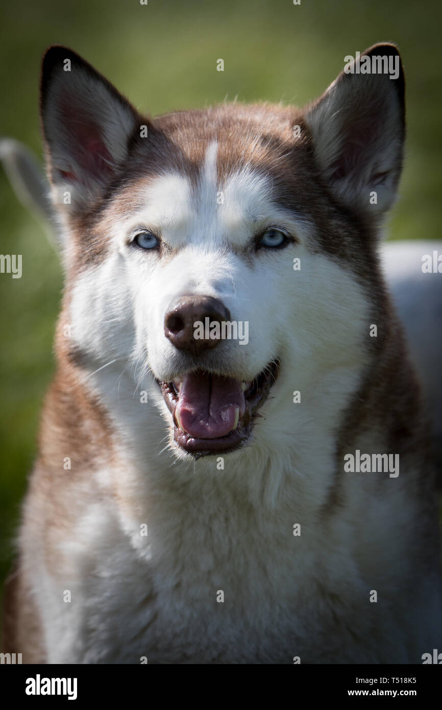 Siberian Husky at play Stock Photo - Alamy