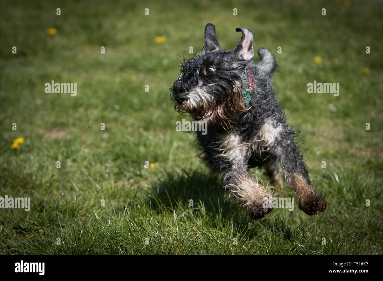 Scruffy dog playing in the grass Stock Photo - Alamy
