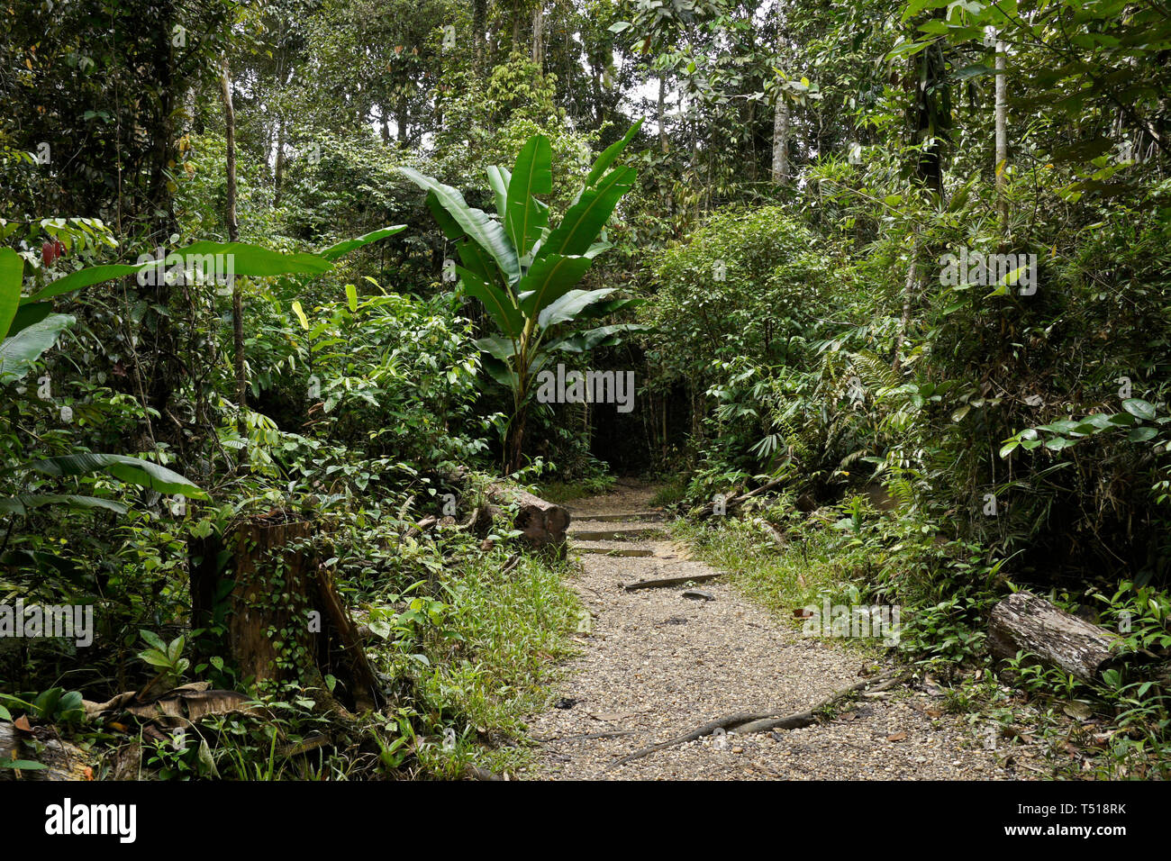 Footpath in tropical lowland forest, Sarawak (Borneo), Malaysia Stock ...