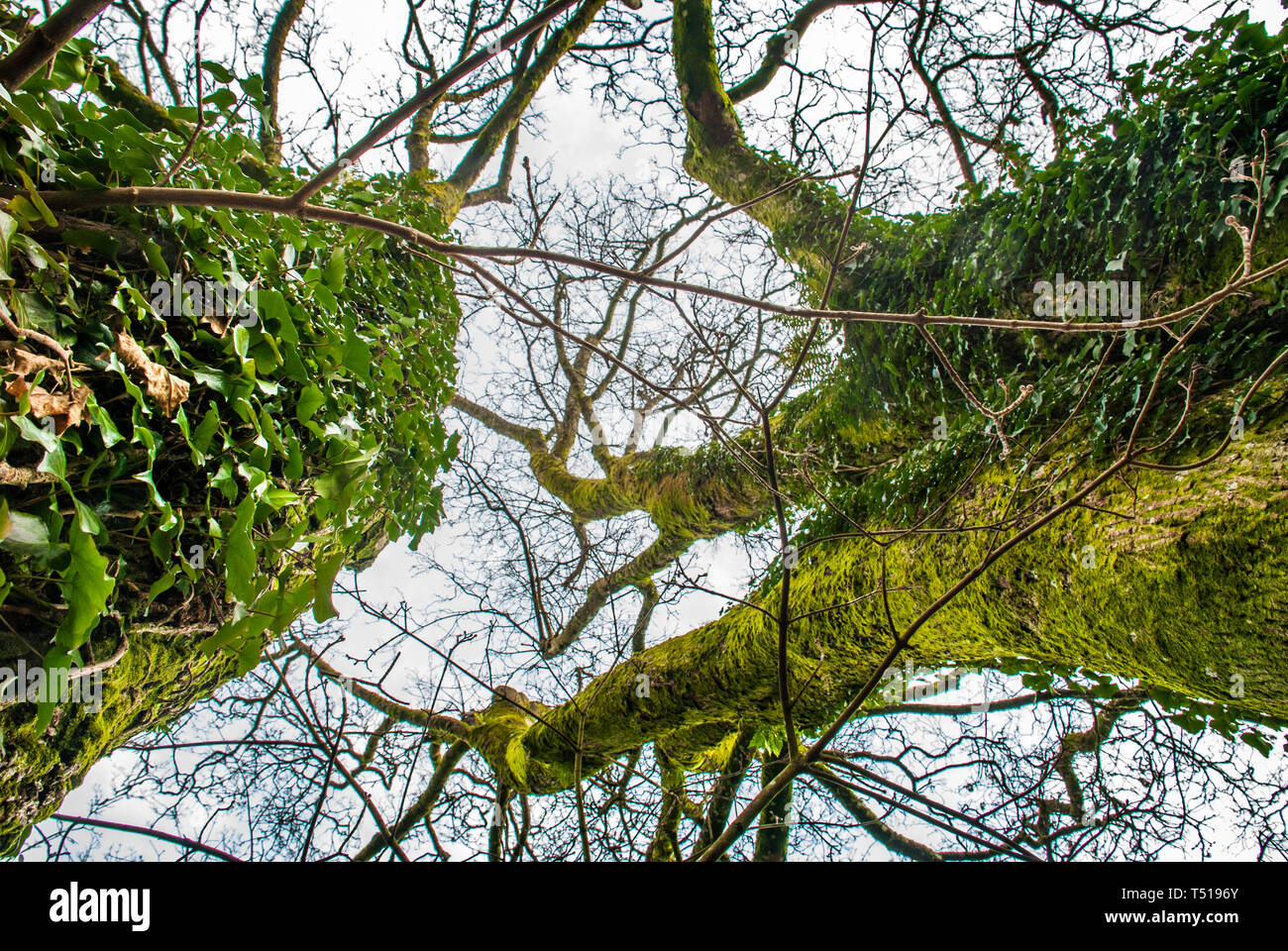 Trees in the forest - the crown of leaves against the sky Stock Photo ...