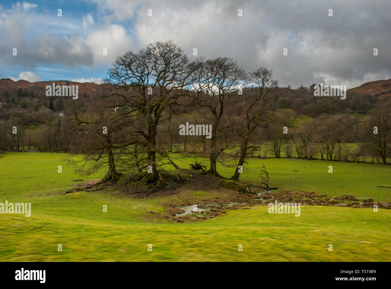 Trees without leaves in the pasture With a mountain backdrop Stock ...