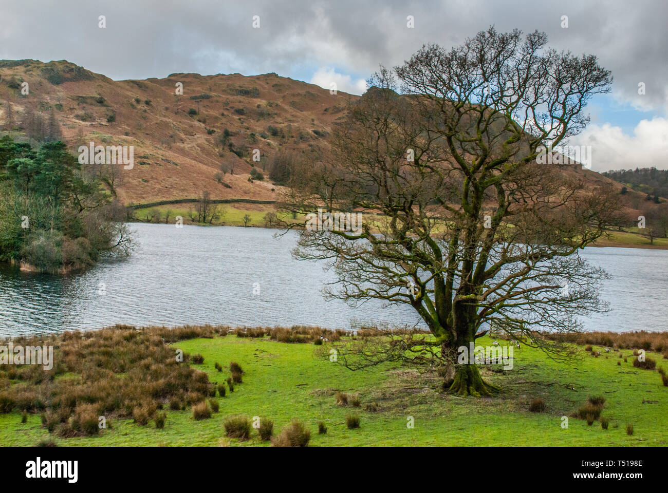 A tree without leaves in the grass field with a backdrop of rivers and ...