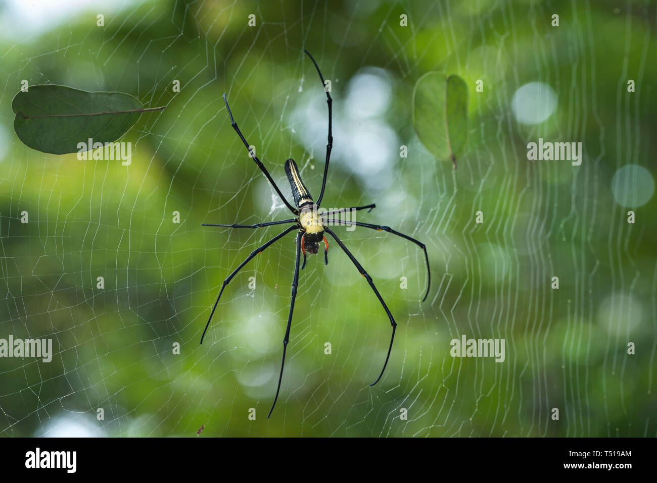 Nhen hi-res stock photography and images - Alamy