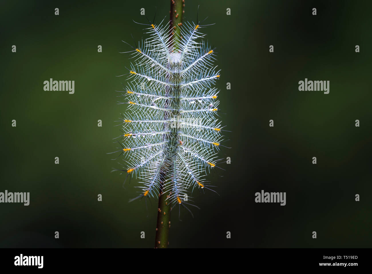 Caterpillar of the common archduke butterfly ( Lexias paralysis ...