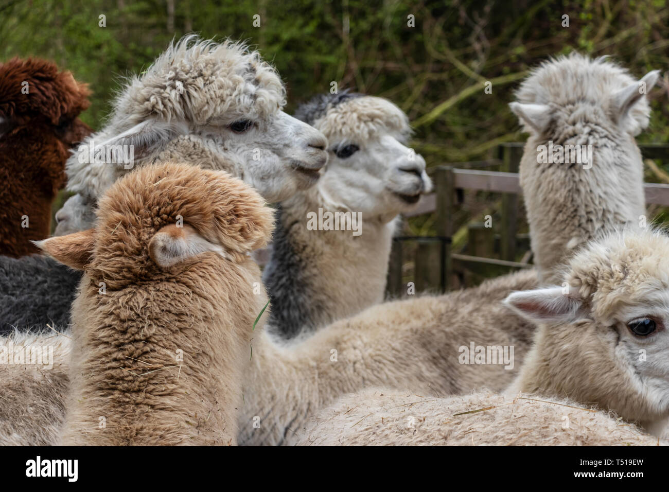 Alpacas on a farm hi-res stock photography and images - Alamy