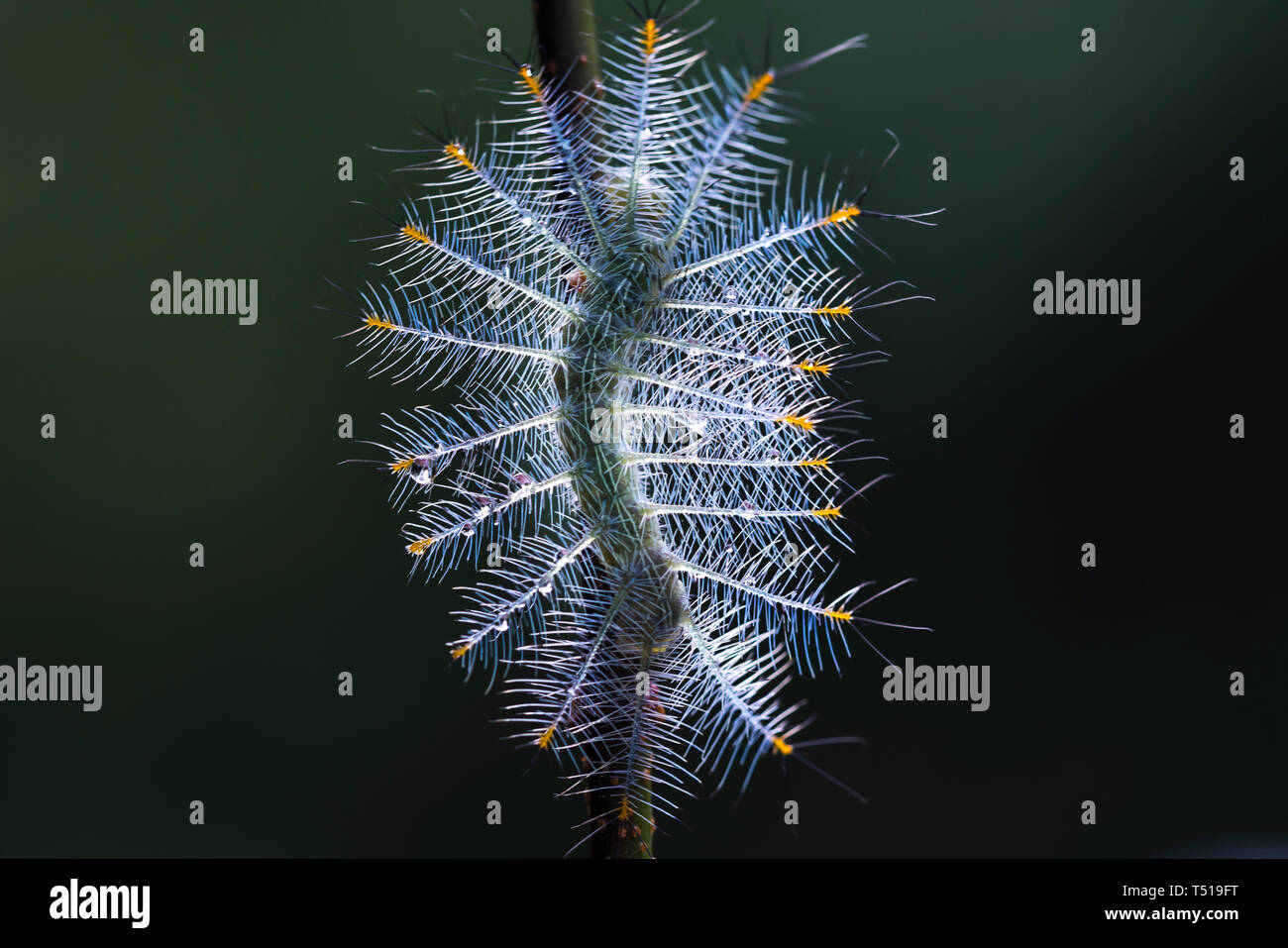 Caterpillar of the common archduke butterfly ( Lexias paralysis ...
